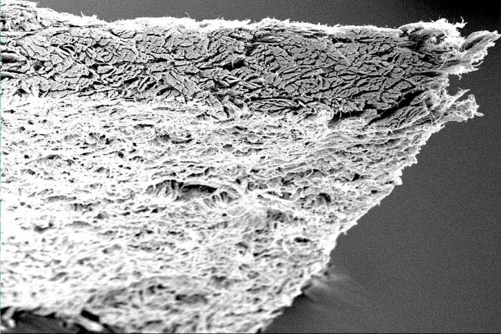Botiss collprotect přírodní kolagenová membrána | Botiss | biomateriály